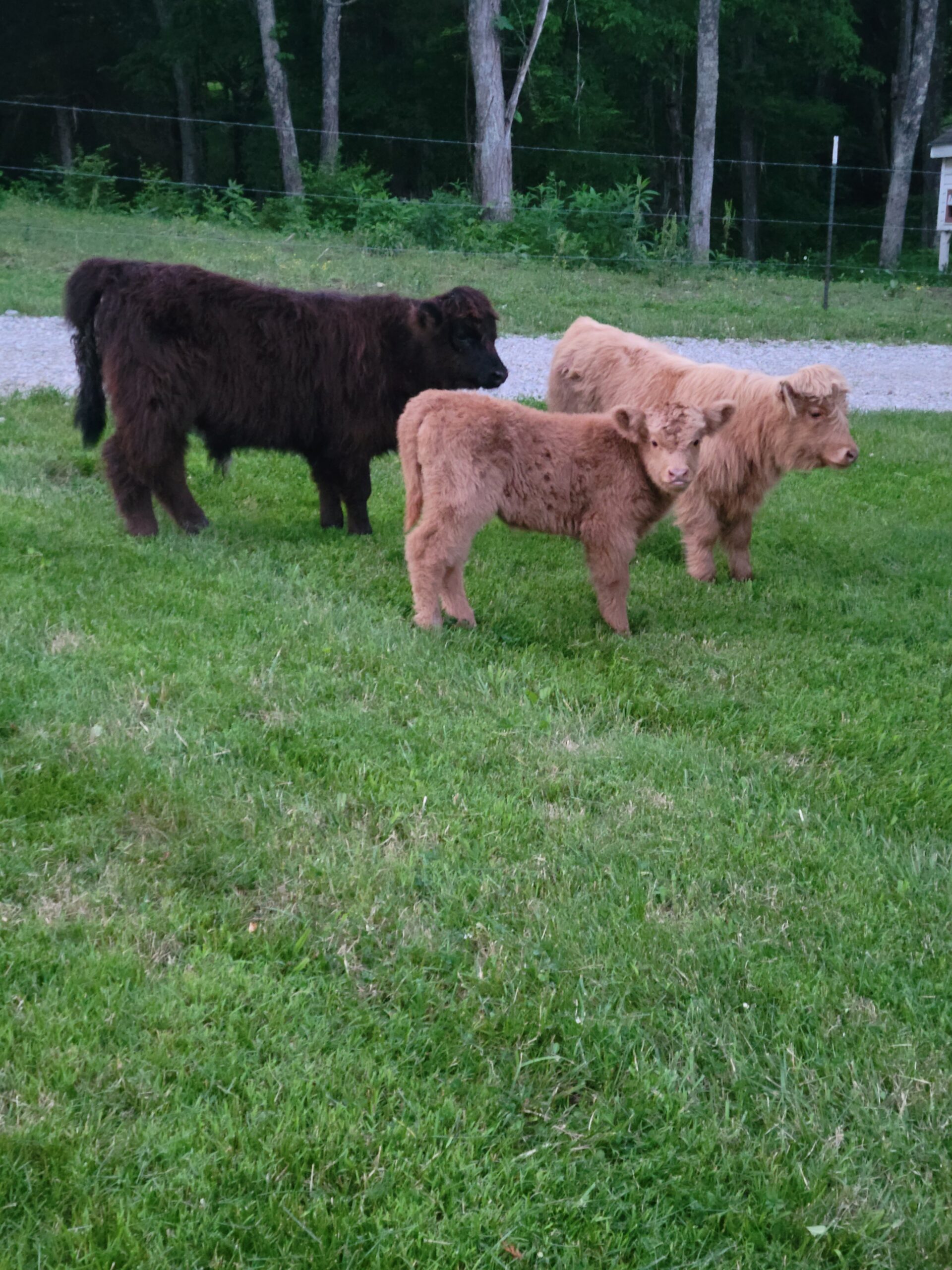 Stinson Family Farm – Highland Cows, Bulls and Calves!