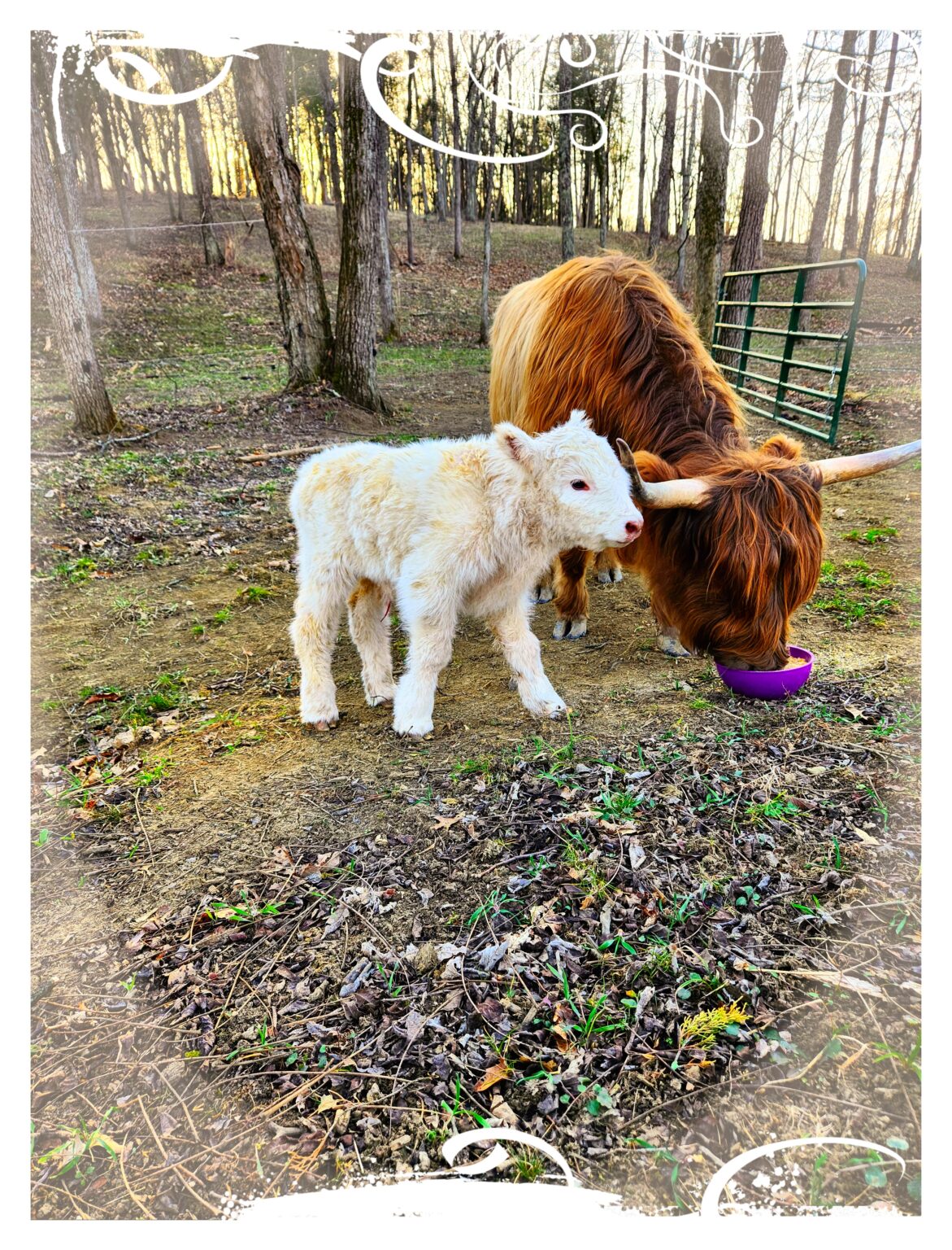 Stinson Family Farm – Highland Cows, Bulls and Calves!