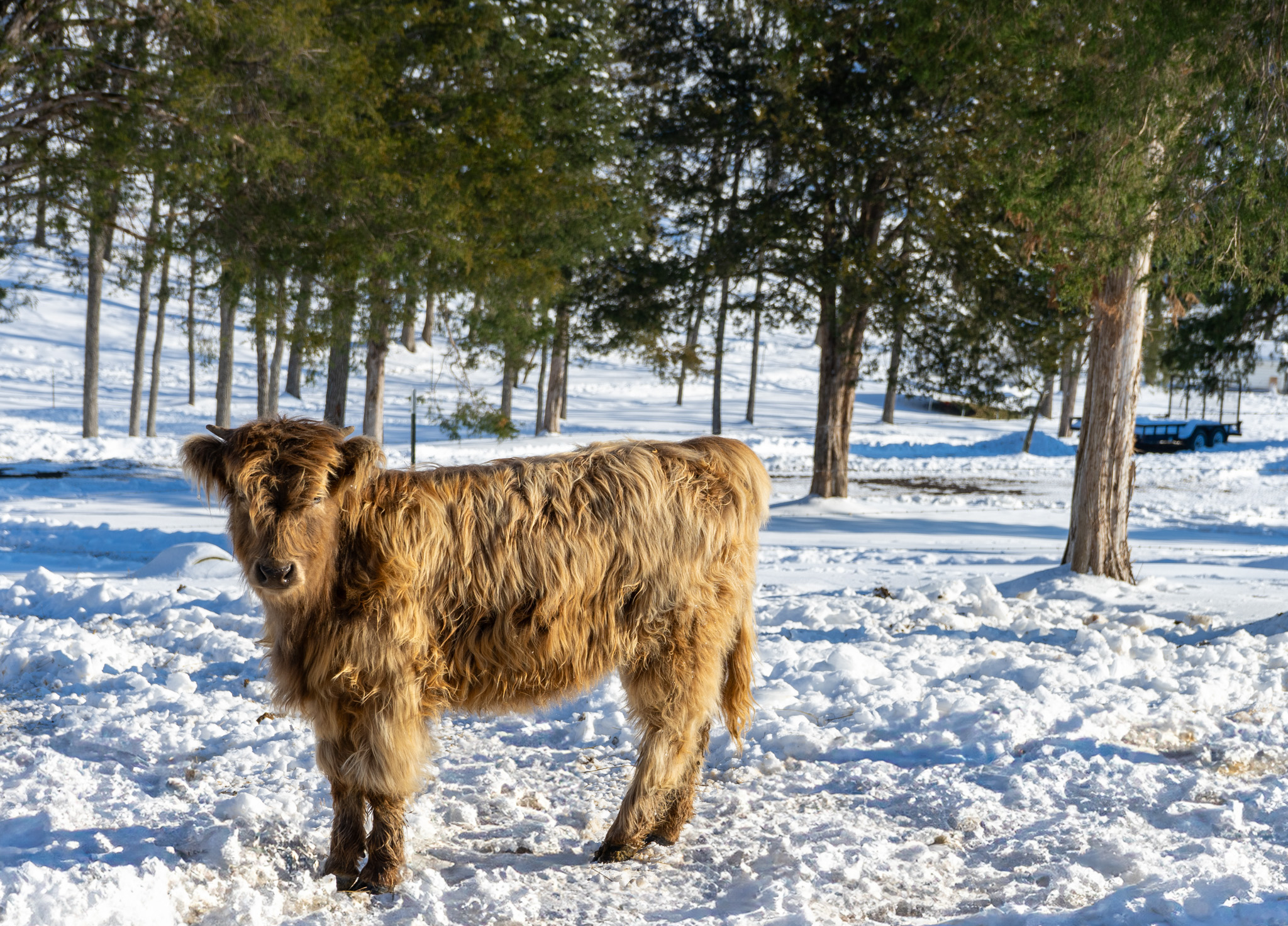 Stinson Family Farm – Highland Cows, Bulls and Calves!