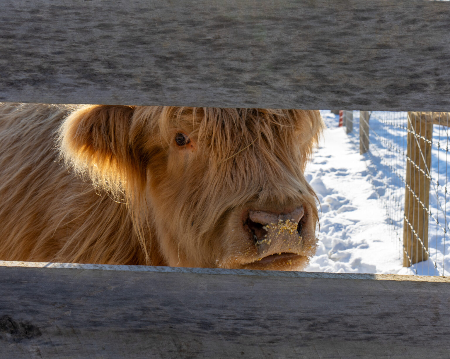 Stinson Family Farm – Highland Cows, Bulls and Calves!