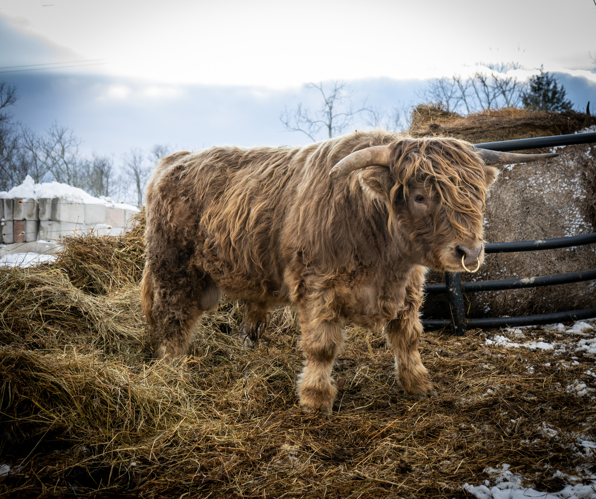 Stinson Family Farm – Highland Cows, Bulls and Calves!
